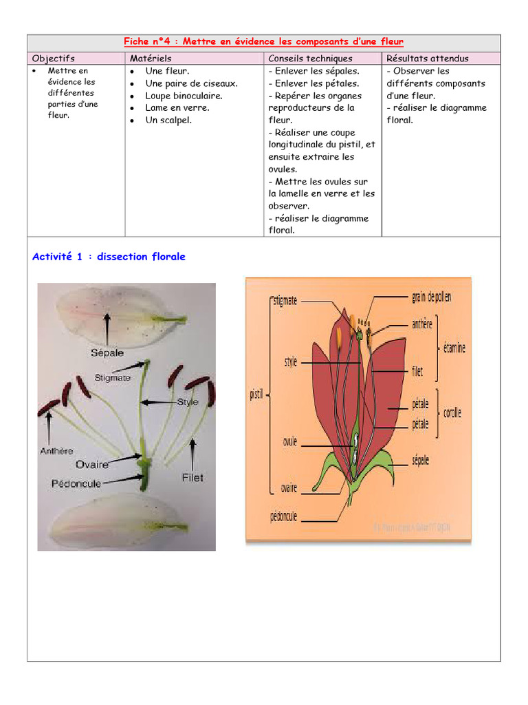Dissection d'une Fleur en 6ème | PDF