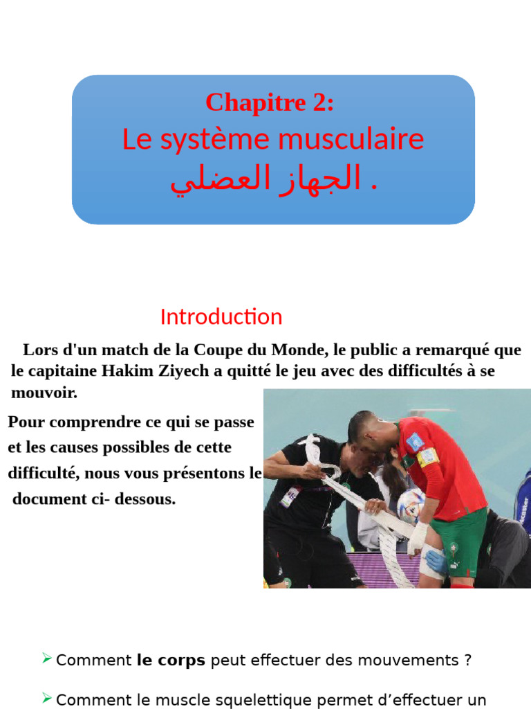 Comprendre le système musculaire | PDF | Muscle | Muscle squelettique