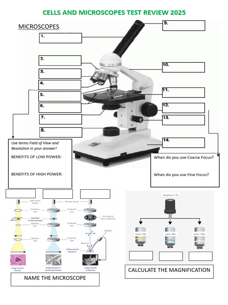 Cells and Microscopes Review 2025 | PDF