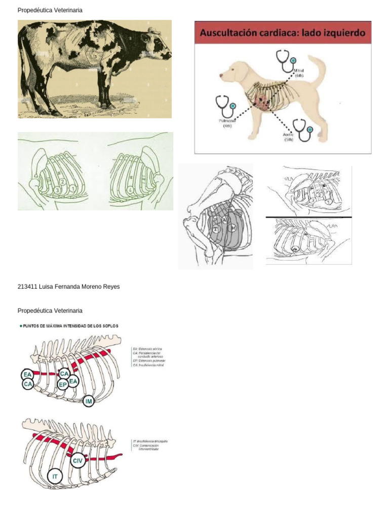 Murmullo Vesicular Luisa Moreno | PDF