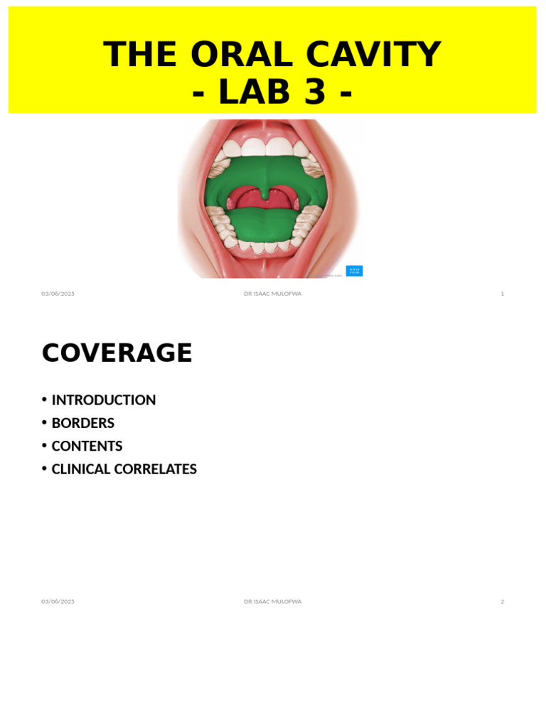 Anatomy of the Oral Cavity Lab | PDF