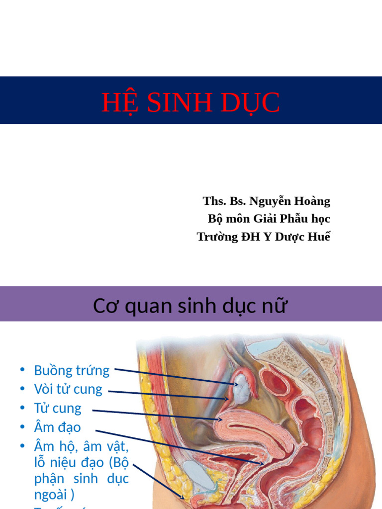 Cơ Quan Sinh D C N - Slide | PDF