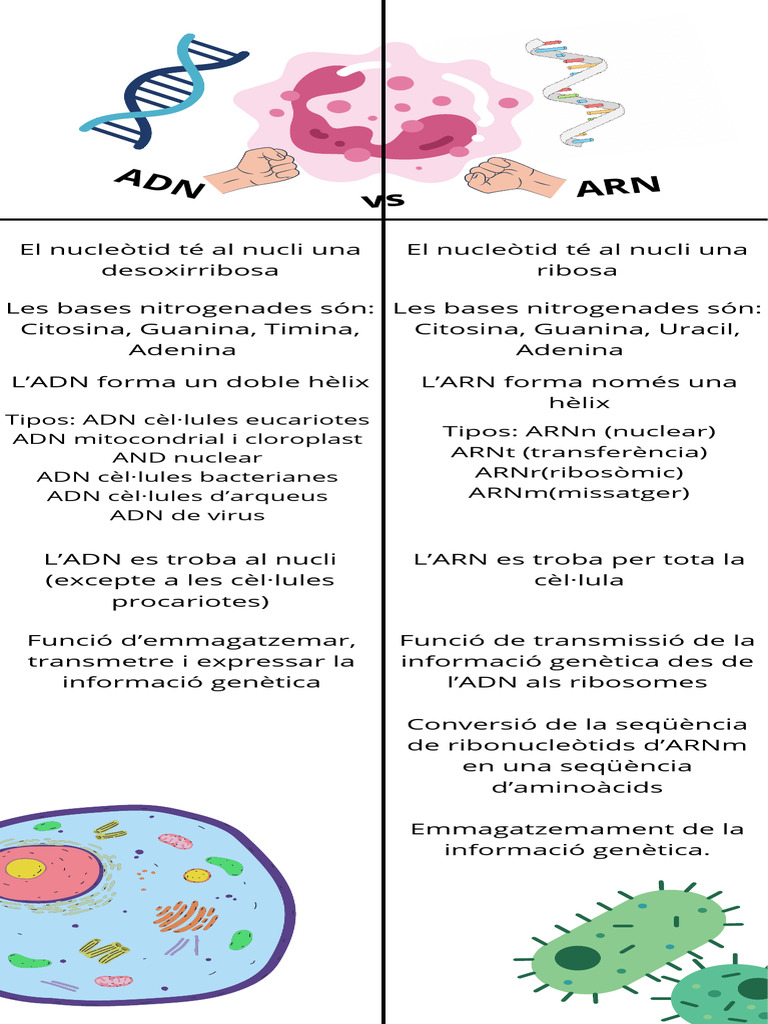 ADN ARN Vs | PDF