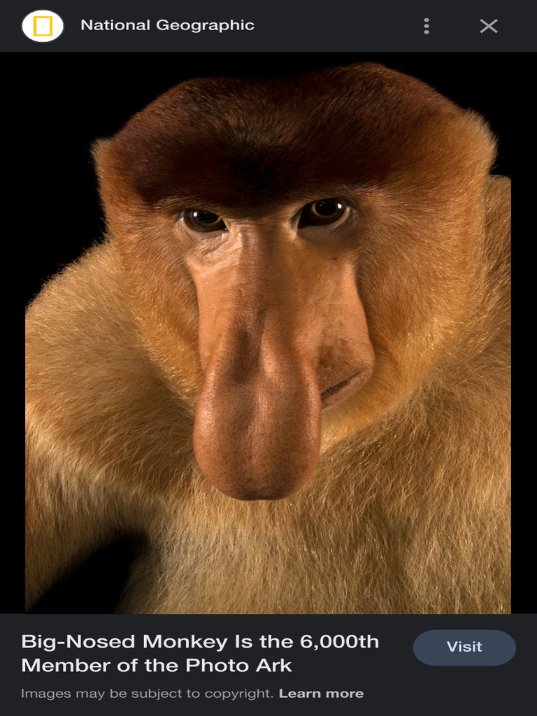 Big Nose Monkey - Google Search | PDF