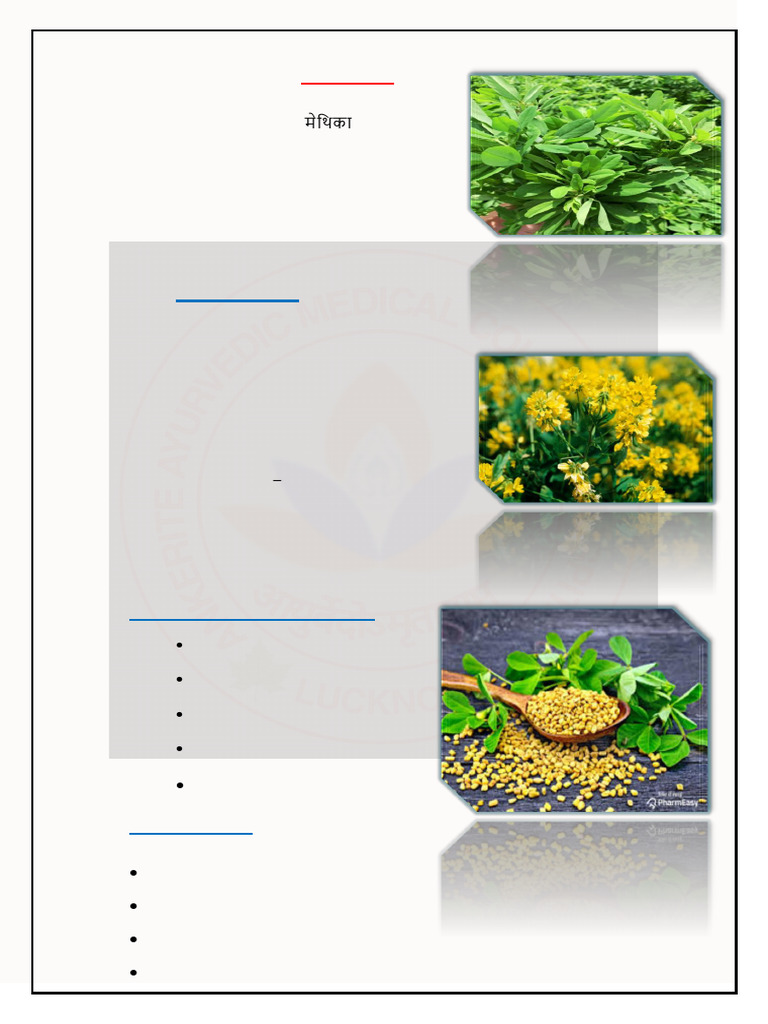 Methi | PDF