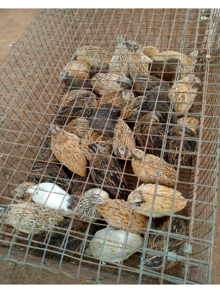 Image To PDF 20250307 0136 | PDF