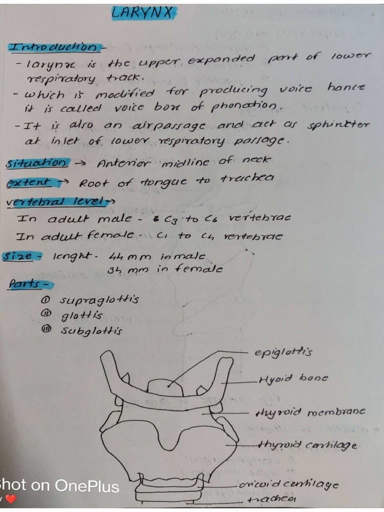 Larynx LAQ 10 Marks | PDF