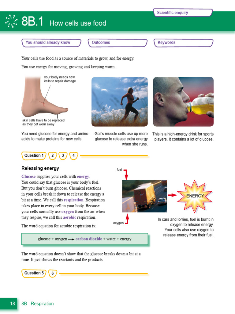 CESS_E8_Unit8B_it | PDF | Breathing | Circulatory System
