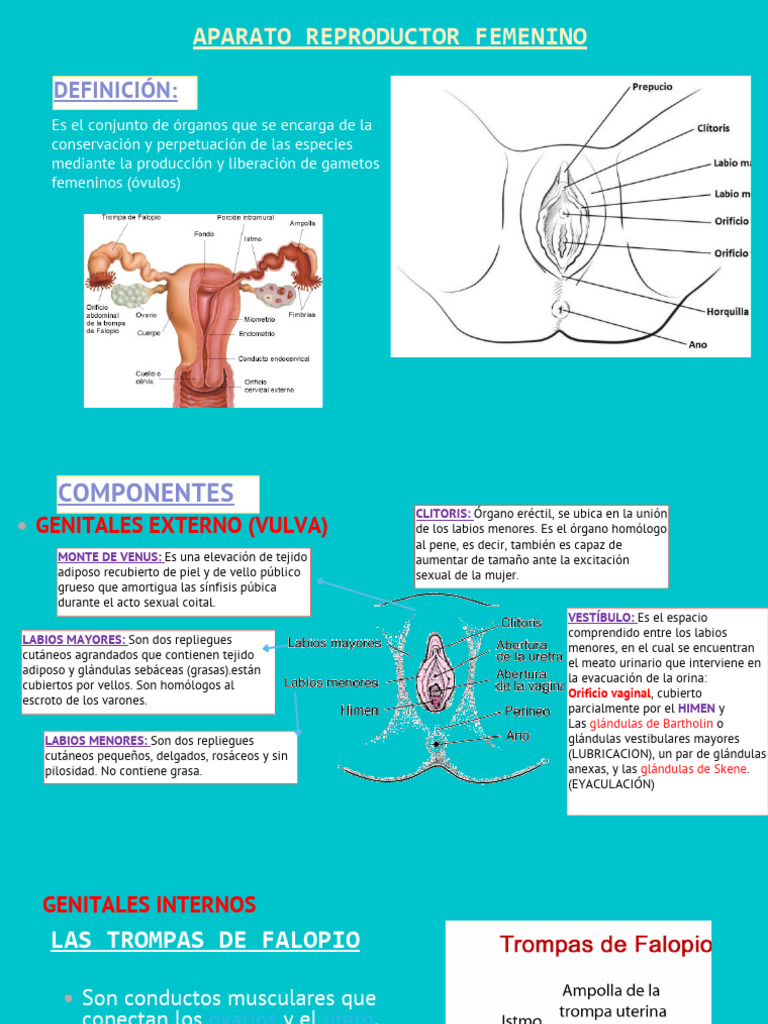 Semana 28 - Sistema Endocrino Humano y Reproductor - PPTX - 20241210 - 210910 - 0000 | PDF ...