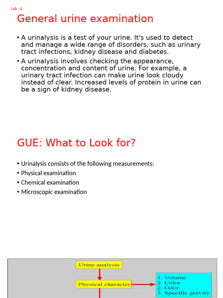 General Urine Examination اشعة 4 | PDF