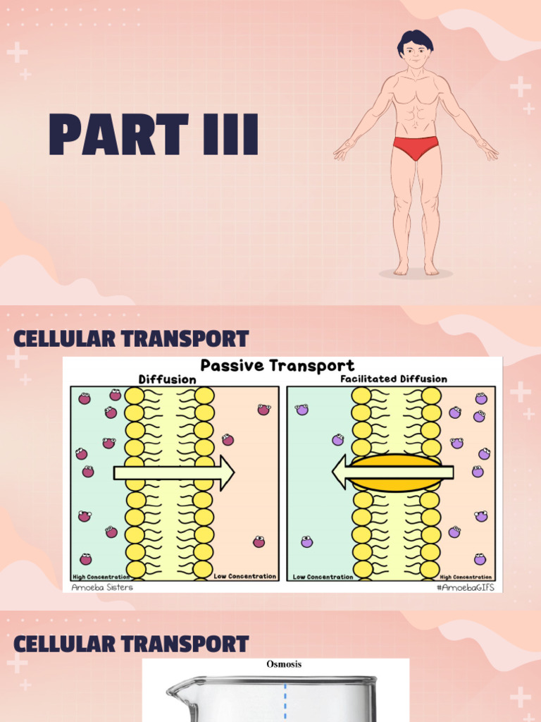 Cellular Transport and Tissue Types | PDF | Epithelium | Muscle