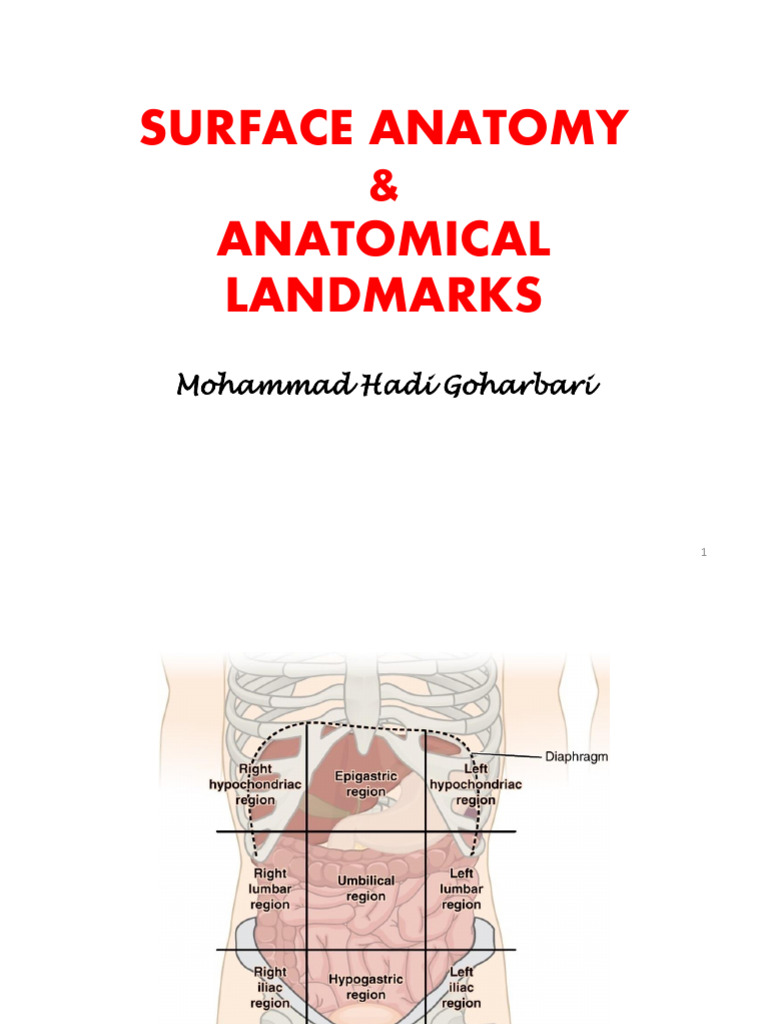 Surface Anatomy and Vertebral Landmarks | PDF | Vertebra | Vertebral Column