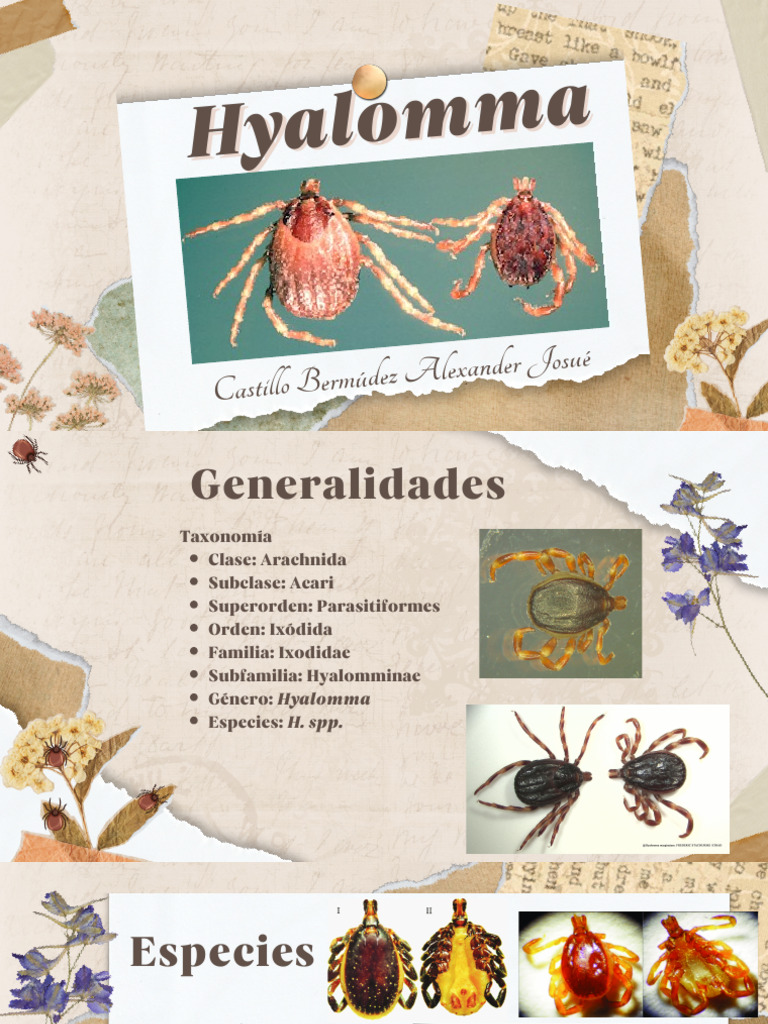 Hyalomma Marginatum | PDF