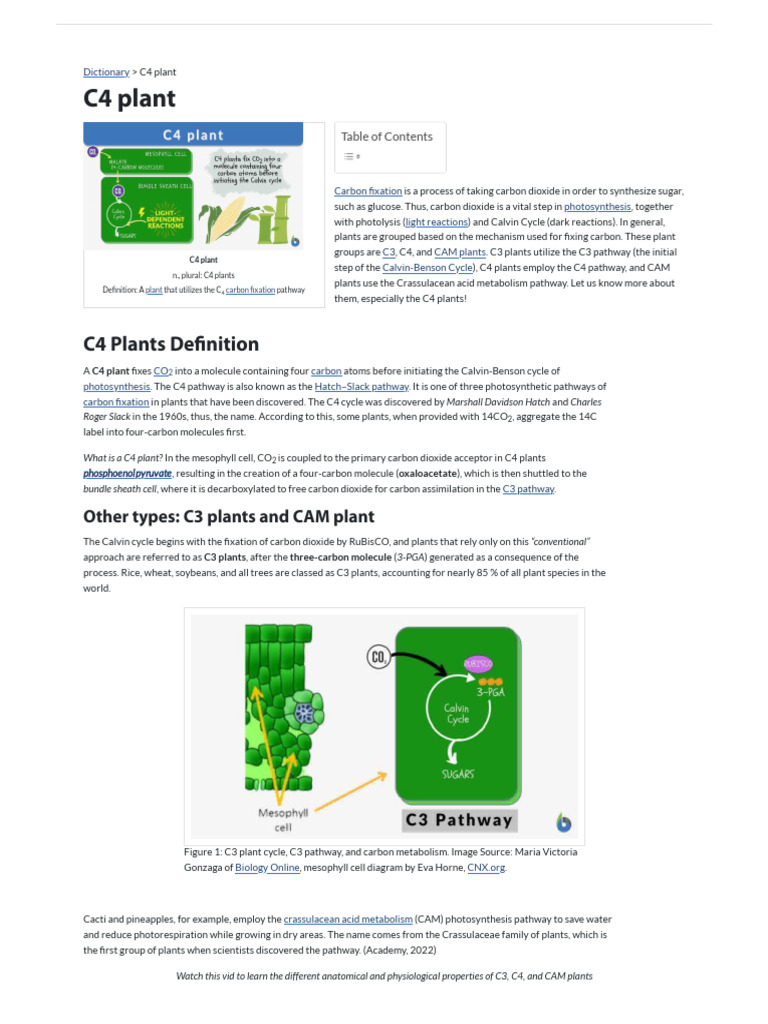 C4 Plant - Definition and Examples - Biology Online Dictionary | PDF | Photosynthesis | Physiology