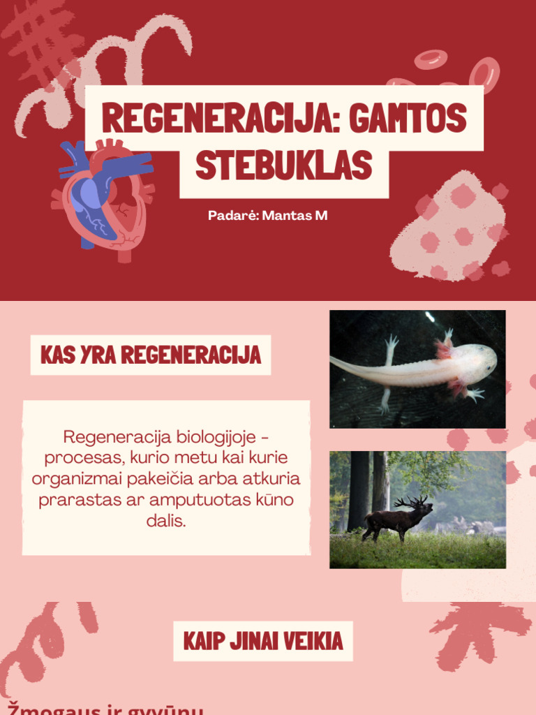 Regeneracija Gamtos Stebuklas | PDF