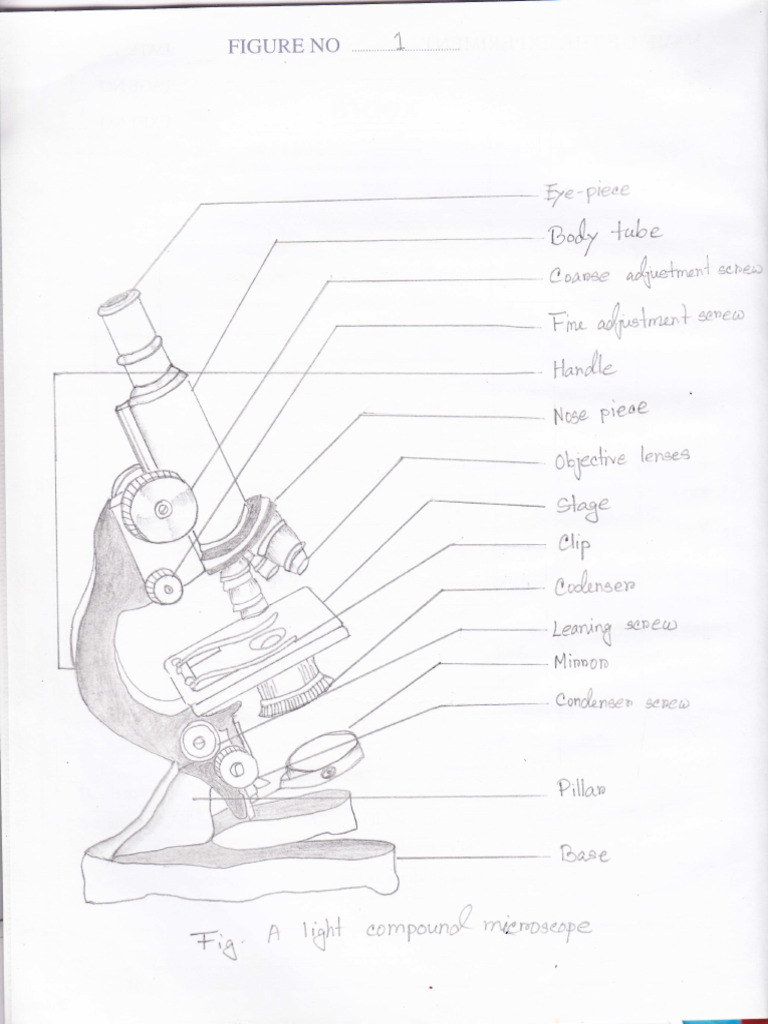 Histology Figures For 1st Prof | PDF