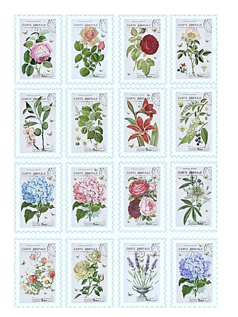 Anatomia de La Rosa | PDF