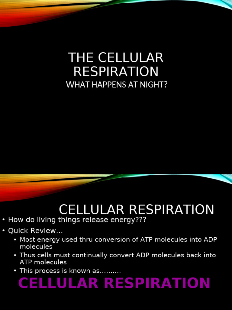Understanding Cellular Respiration Processes | PDF | Cellular ...