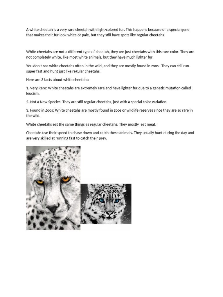 Rare White Cheetahs Explained | PDF