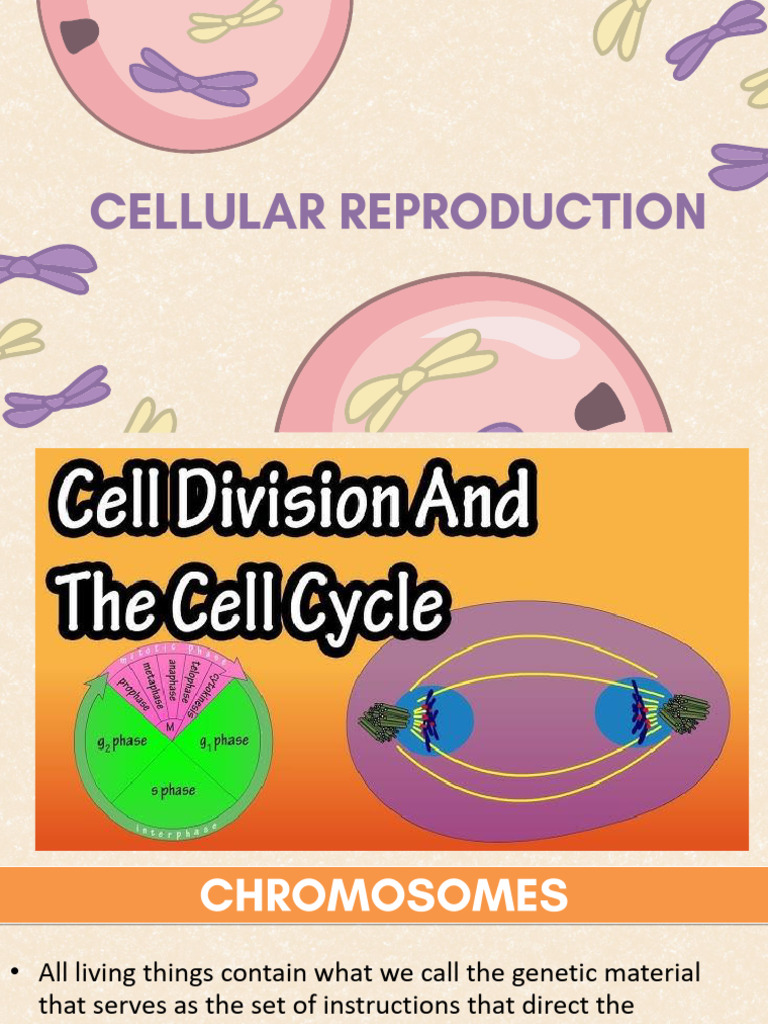 Cell Cycle and Cell Division | PDF | Mitosis | Meiosis