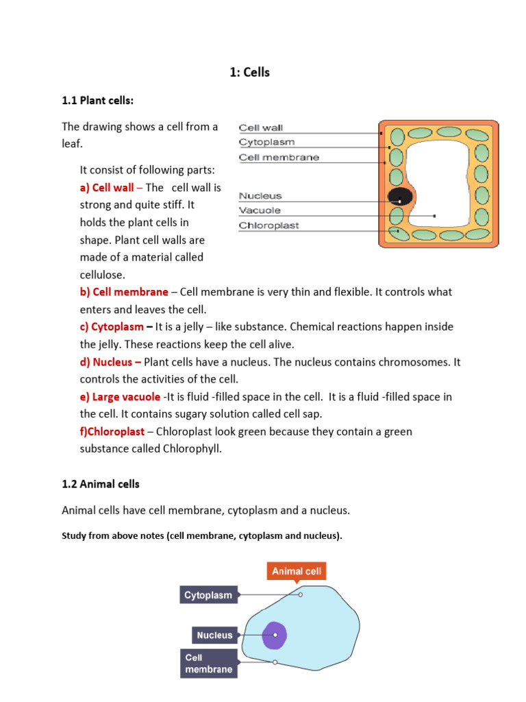 Unit - 1 - Cells Lower Secondary | PDF | Cell (Biology) | Tissue (Biology)