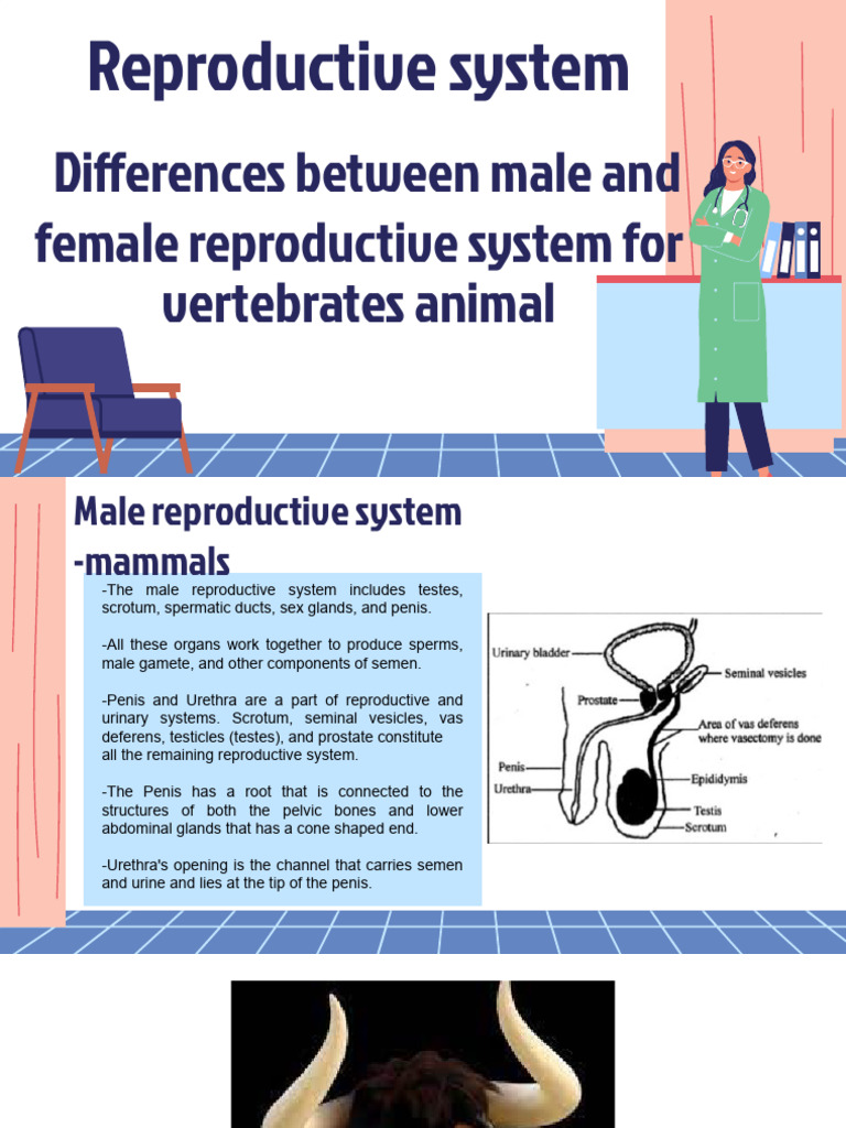 Male and Female Reproductive Systems in Vertebrates | PDF