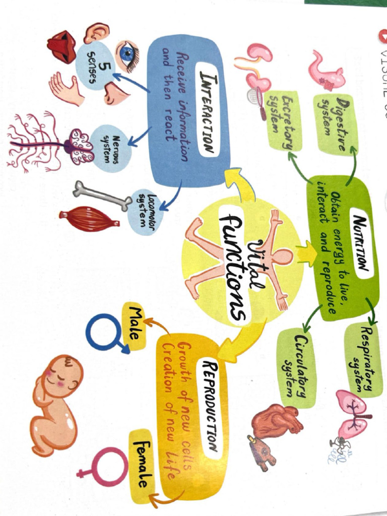 Visual Thinking Tema 1 | PDF
