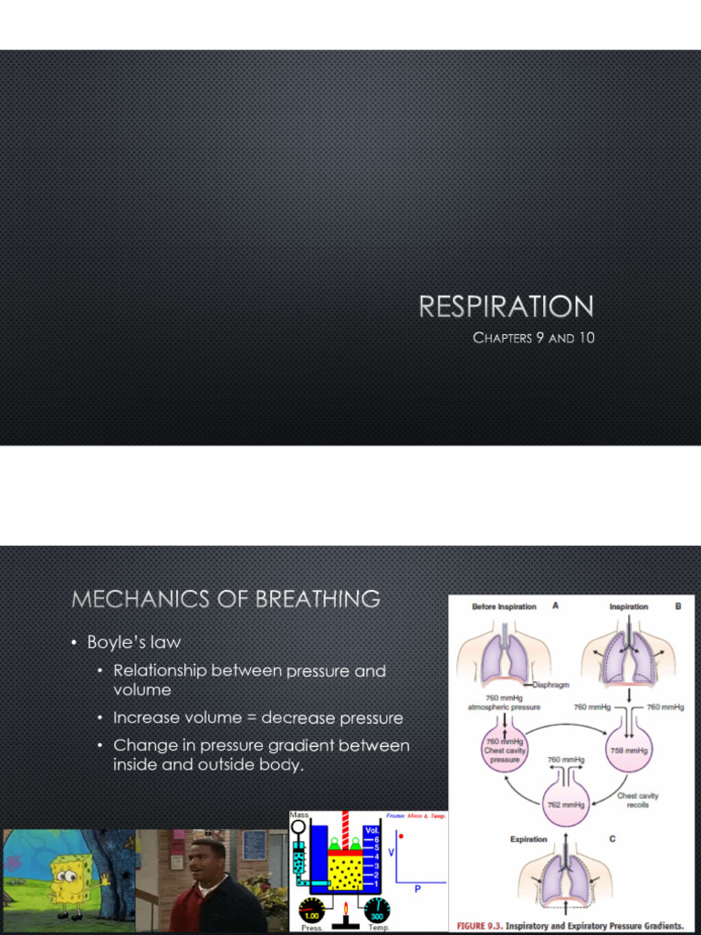 Respiration | PDF | Breathing | Respiratory System