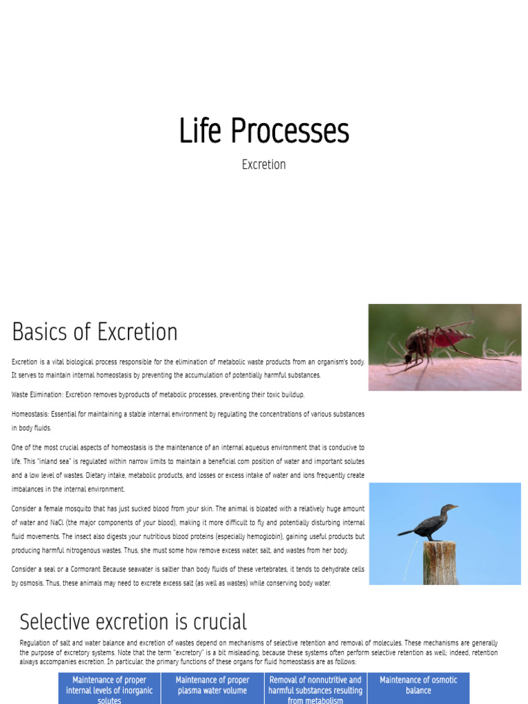 Life Processes Excretion | PDF | Kidney | Excretion