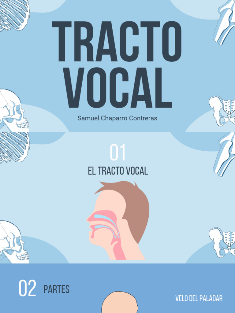 Anatomía del Occipucio y Tracto Vocal | PDF | Anatomía humana | Cabeza ...