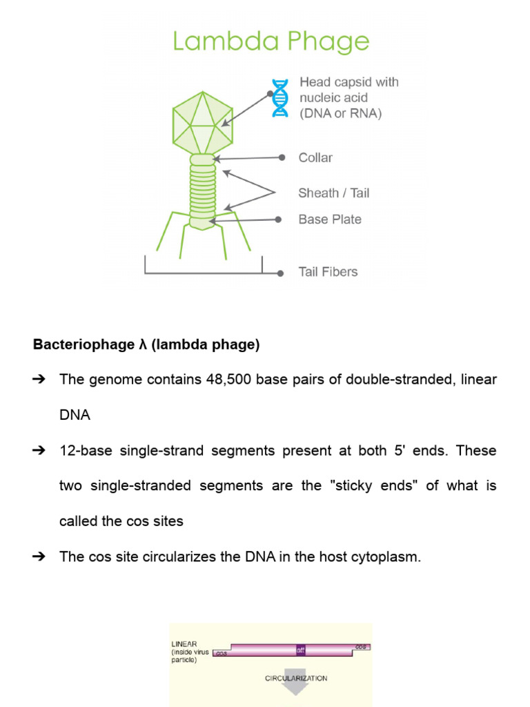 phage replication | PDF | Dna Replication | Bacteriophage