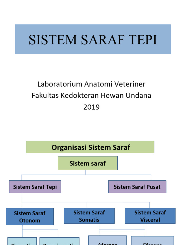 Sistem Saraf Tepi | PDF