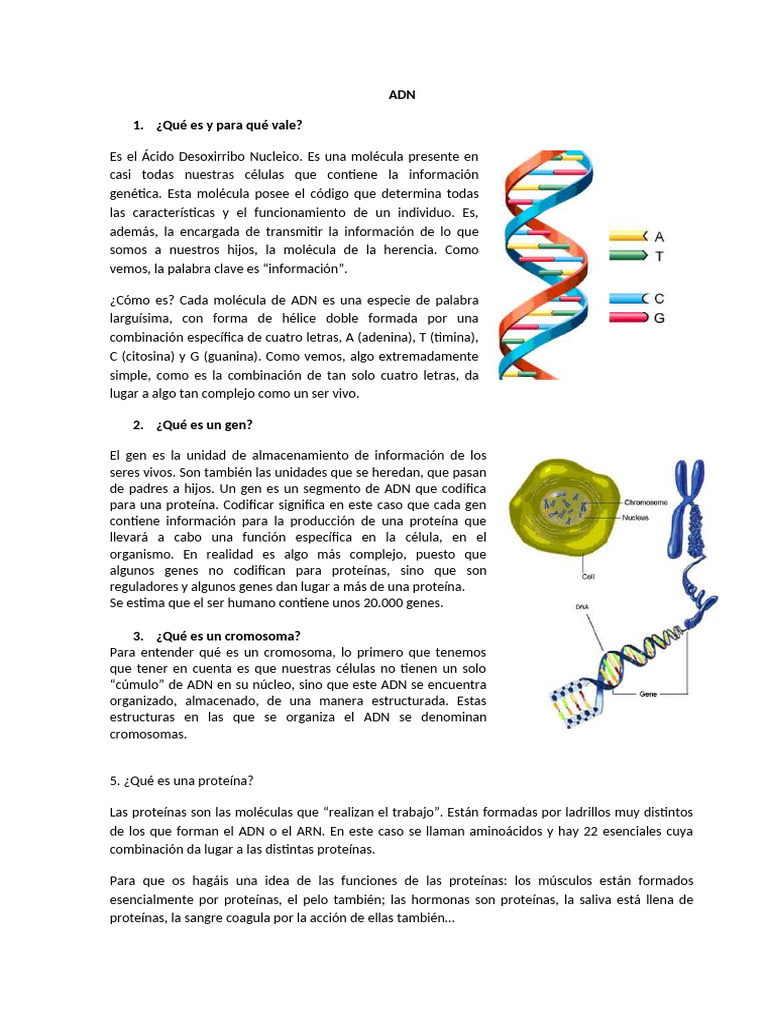 ADN 1. ¿Qué Es y para Qué Vale? | PDF | Adn | Replicación De Adn
