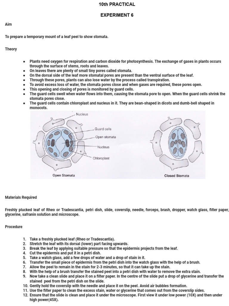 10th Practical Exp 6 To 14 | PDF | Seed | Mitosis