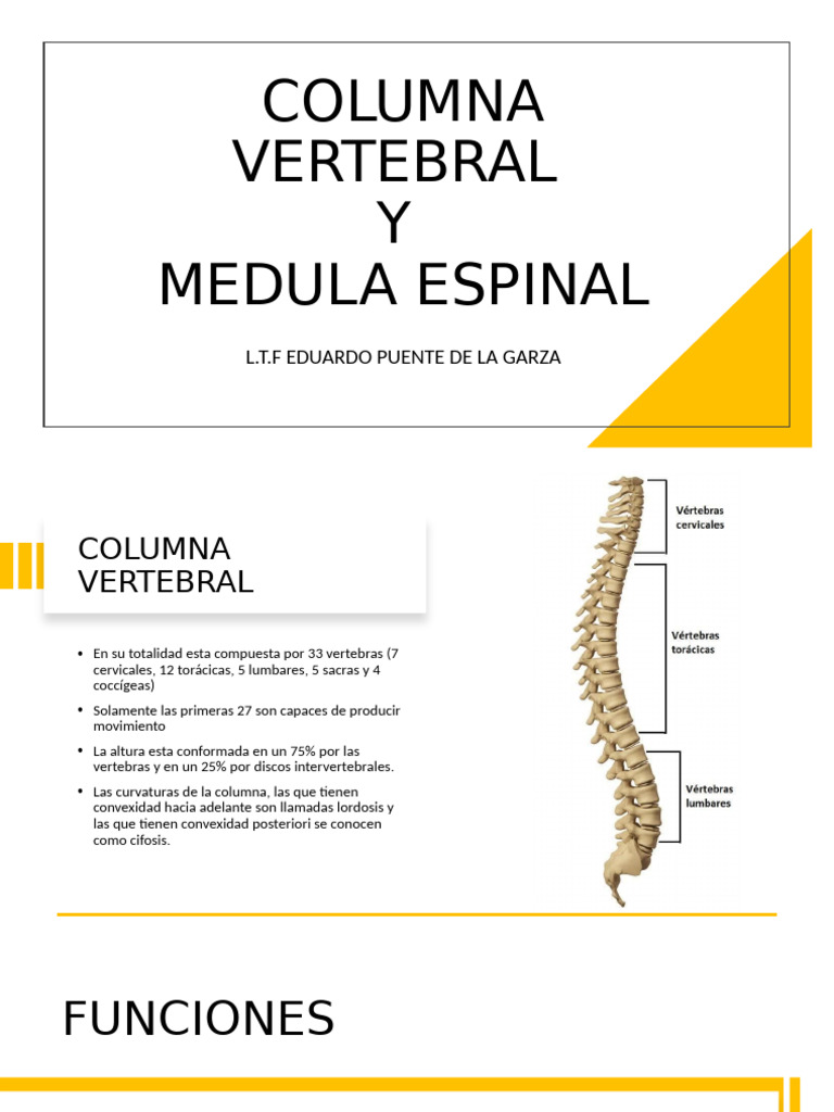 Anatomía de la Columna Vertebral y Médula Espinal | PDF | Vértebra ...