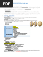 1 Region Superciliar | PDF | Cráneo | Anatomía humana
