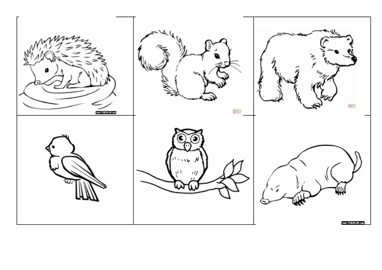 Forest Animals Bingo | PDF