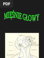 Anatomia Swini Atlas Interaktywny | PDF