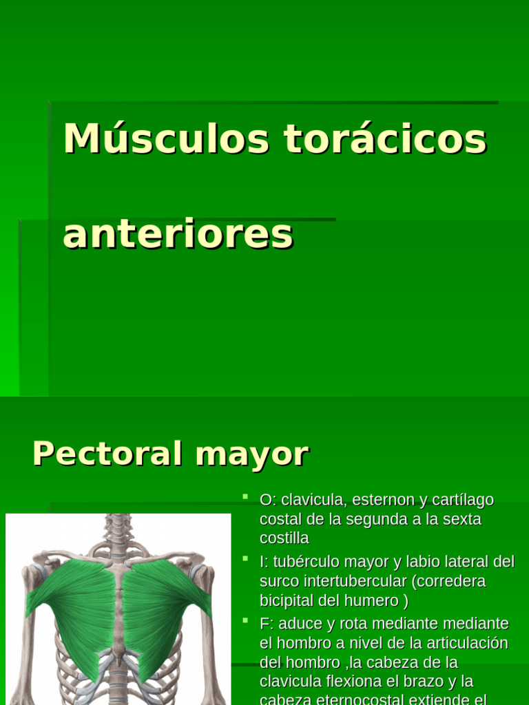 Anatomía de los Músculos Torácicos | PDF | Sistema esquelético ...