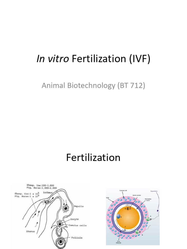 Invitro Fertilization (IVF) Seventh Semester | PDF | In Vitro ...