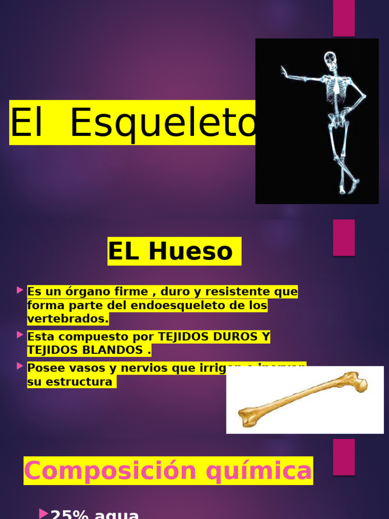 El Esqueleto 2 | PDF | Hueso | Cartílago