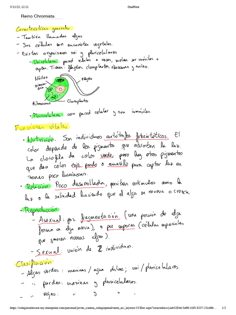 Reino Chromista | PDF