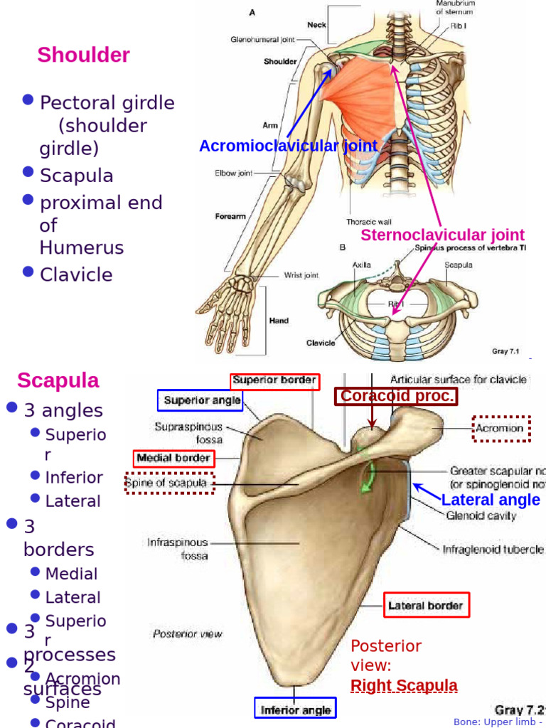 2. Bone Limb Upper | PDF | Elbow | Human Anatomy