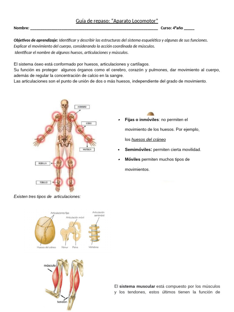 Sistema Múscular Cuarto B | PDF | Músculo | Hueso