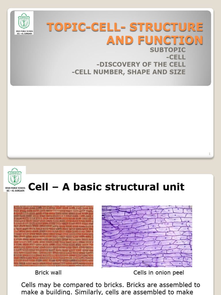 8 CELL PPT 1 | PDF | Cell (Biology) | Neuron