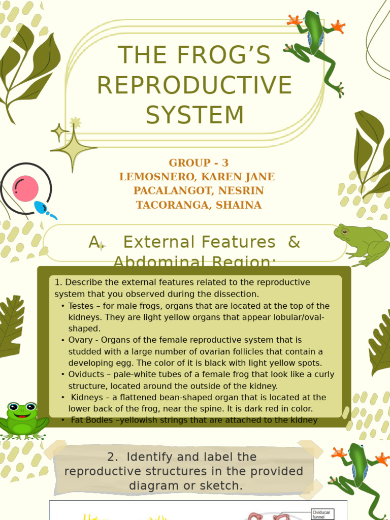 Green Aesthetic Thesis Defense Presentation | PDF | Reproductive System ...