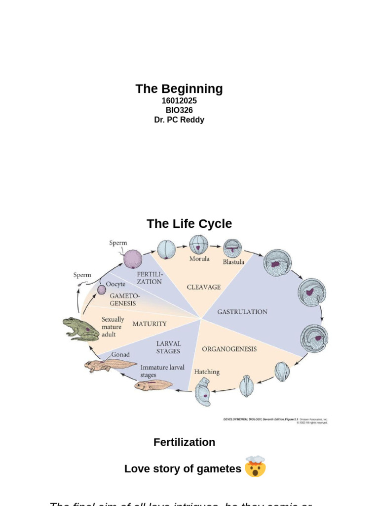Fertilization and Gamete Interaction | PDF