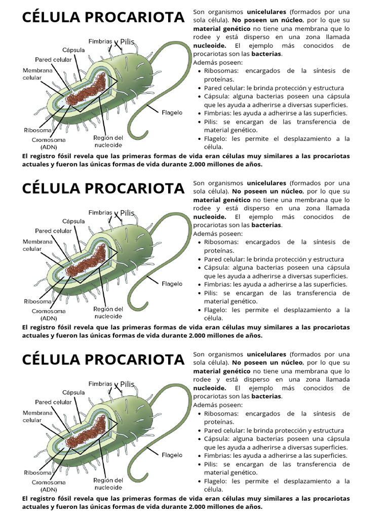 Célula Procariota | PDF | Biología Celular) | Las bacterias