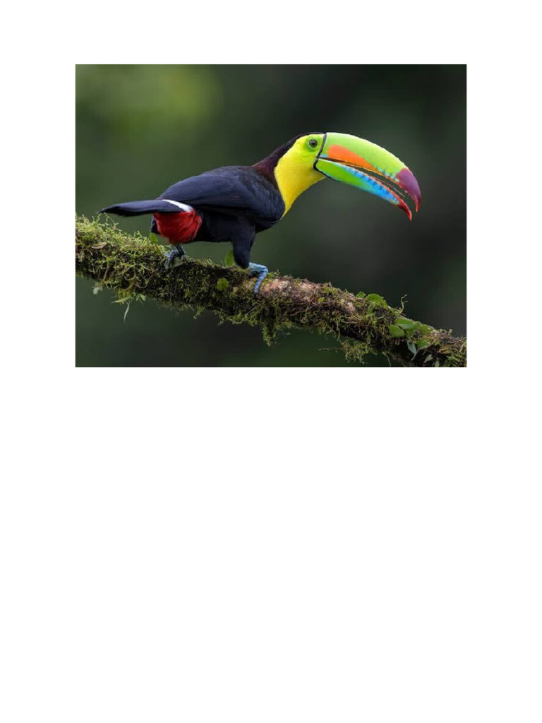 tucan | PDF