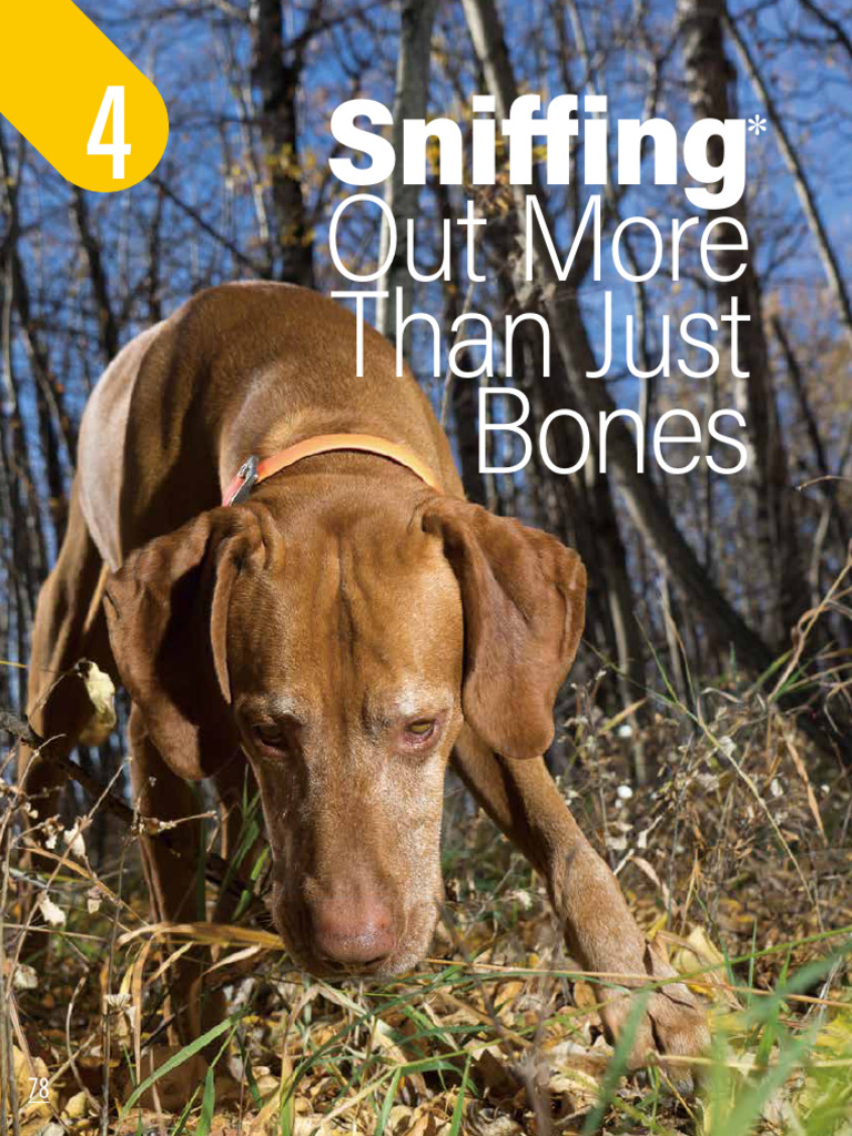 L04-課本pdf檔 (Sniffing Out More Than Just Bones) | PDF | Senses | Dogs